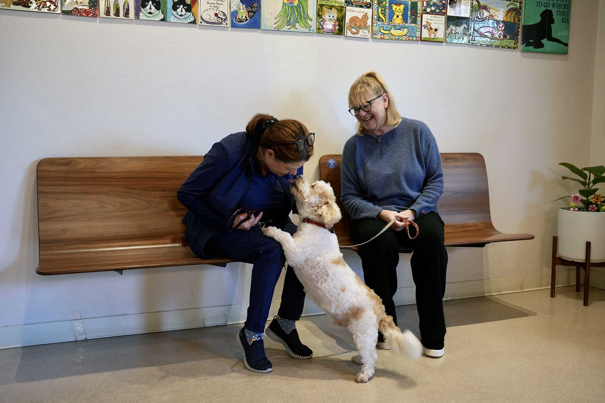 New Clients | Coronado Veterinary Hospital